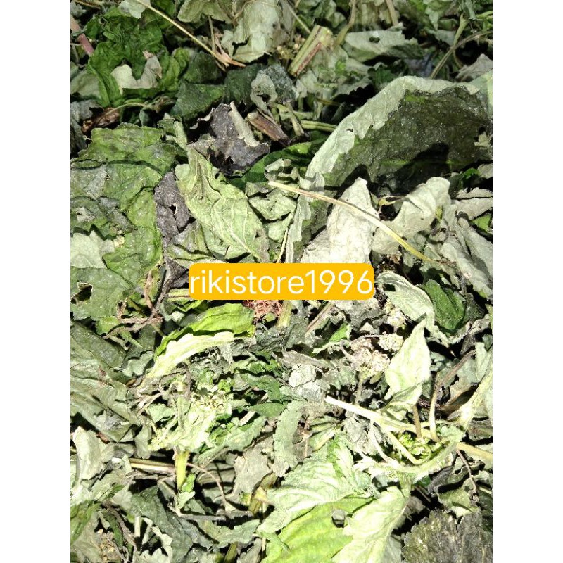 Jual Daun jelatang kering teh jelatang Daun pulus 150 gram | Shopee ...