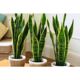 Jual Bunga Lidah Terlengkap & Harga Terbaru Mei 2024 | Shopee Indonesia