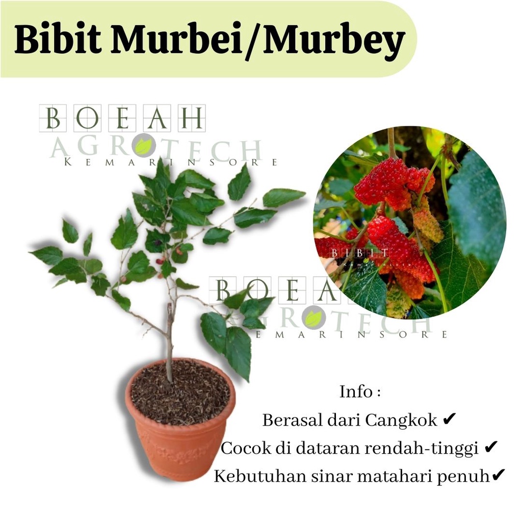 Jual Bibit Tanaman Buah Murbei Jumbo Bibit Mullbery Murbey Kondisi ...