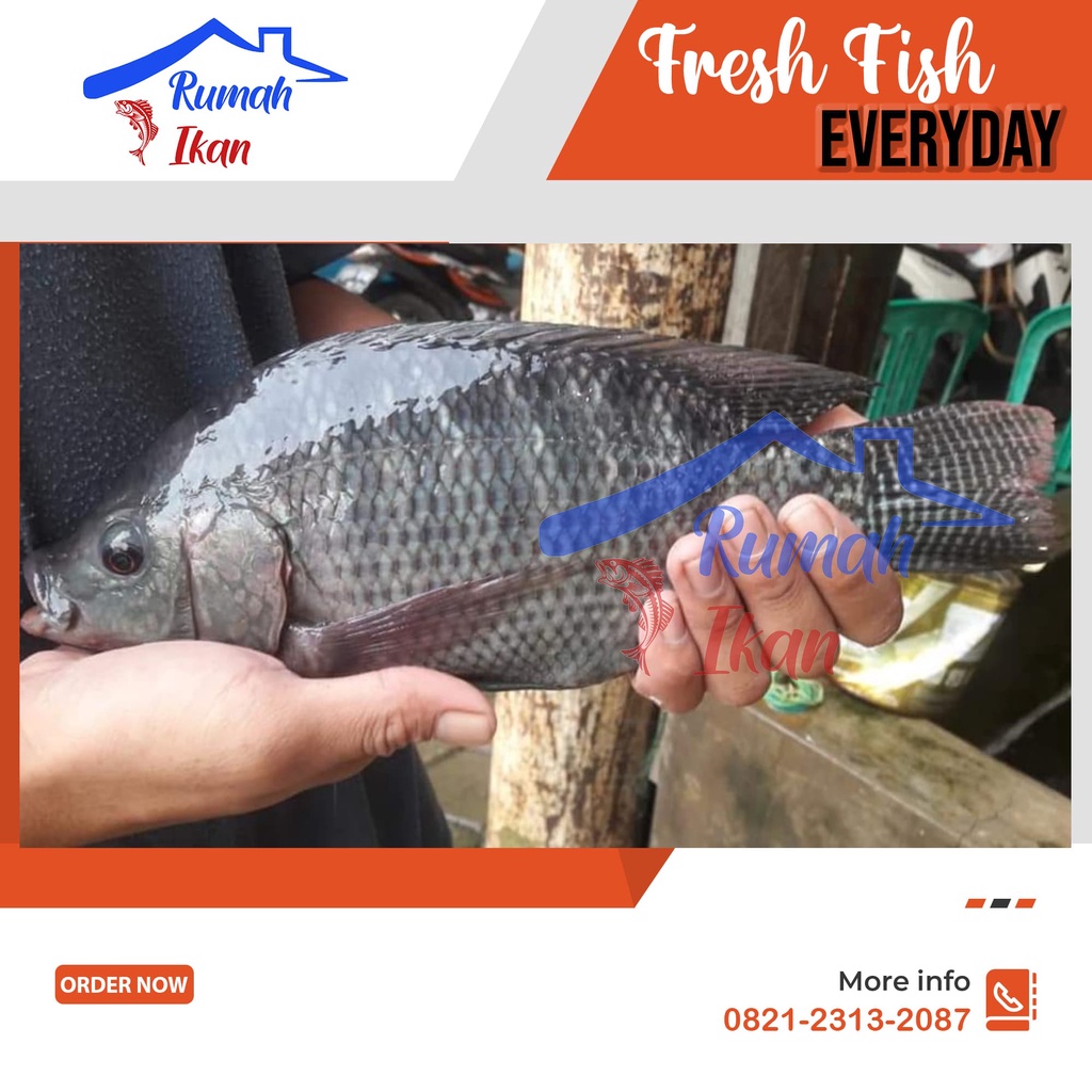 Jual Ikan Mujaer Mujair 1Kg Hidup Segar | Shopee Indonesia