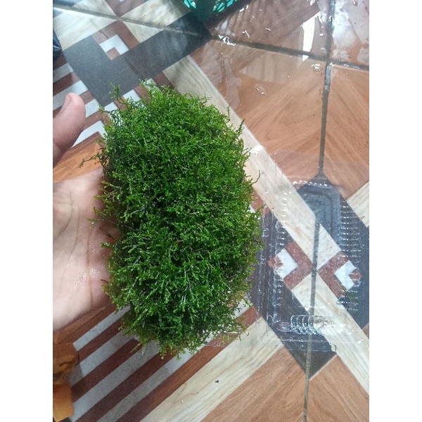 Jual mos ricardia clum full air | Shopee Indonesia