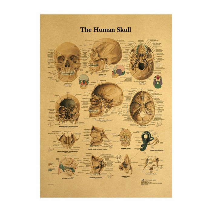 Jual Poster Dinding / Wall Poster Edukasi Biologi / Kedokteran (Anatomi ...