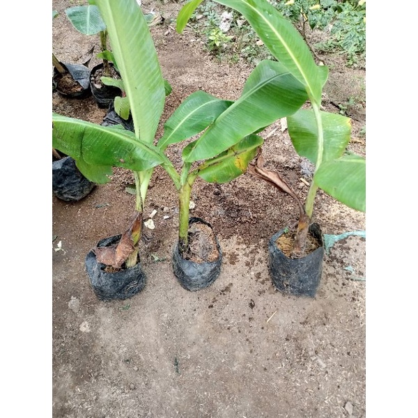 Jual bibit pisang raja | Shopee Indonesia