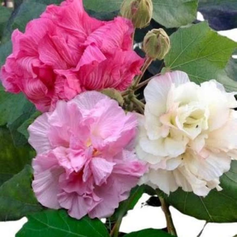 Jual Bibit tanaman bunga waru landak/confederate rose (Hibiscus ...