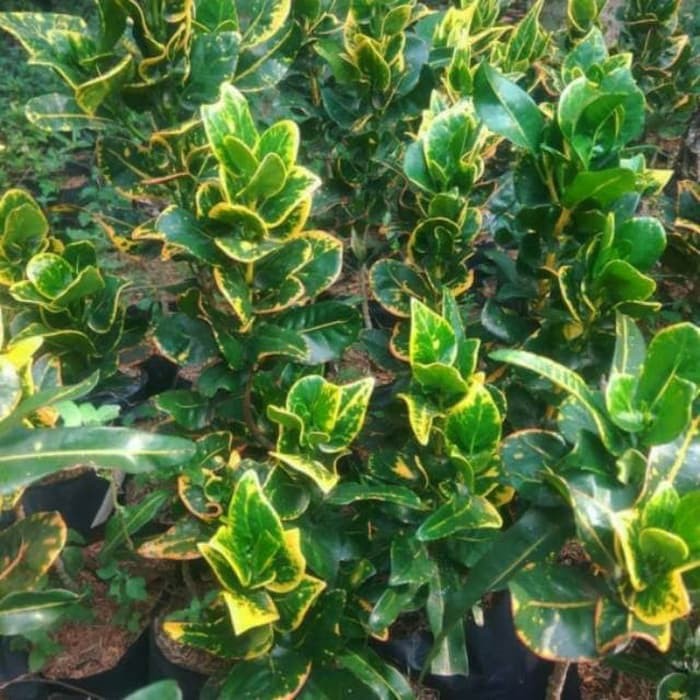 Jual tanaman hias puring jengkol - pohon puring - puring jengkol hijau ...