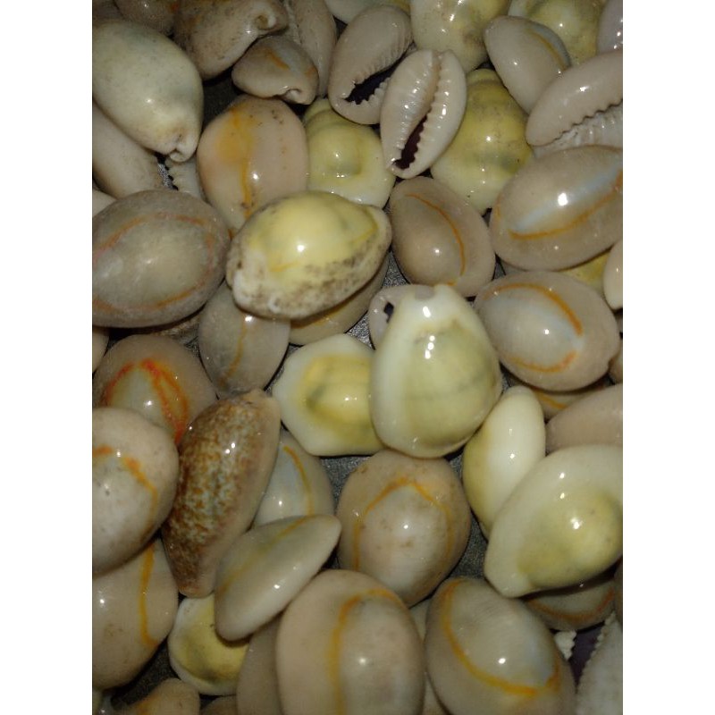 Jual kerang biji congklak 105pcs | Shopee Indonesia