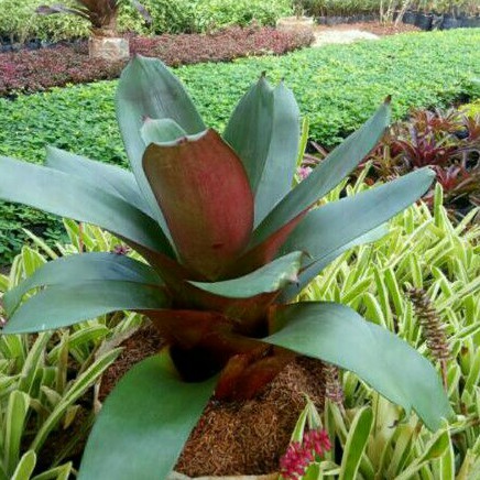 Jual TANAMAN HIAS BROMELIA GIANT | BROMELIA GIANT BESAR | Shopee Indonesia