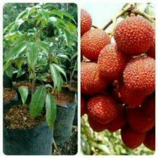 Jual Bibit tanaman buah leci kom | Shopee Indonesia