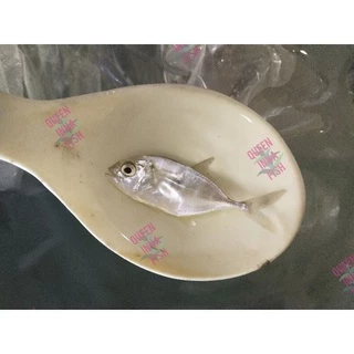 Jual Ikan GT Terlengkap & Harga Terbaru Juni 2024 | Shopee Indonesia