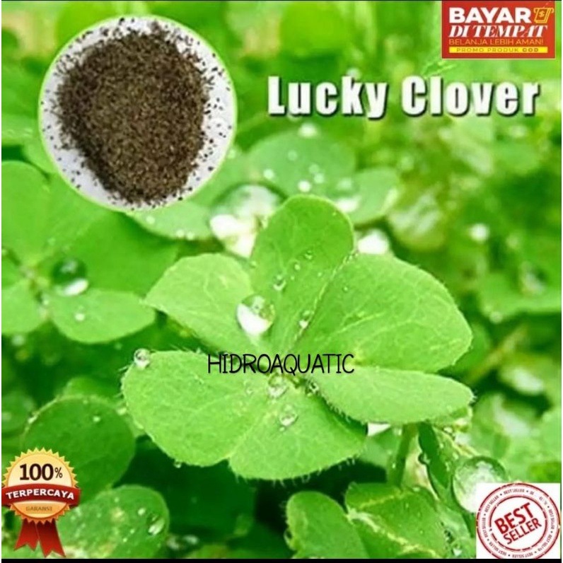 Jual PROMO ISI 10ml Bibit tanaman Aquascape LUCKY CLOVER / Carpet seed ...
