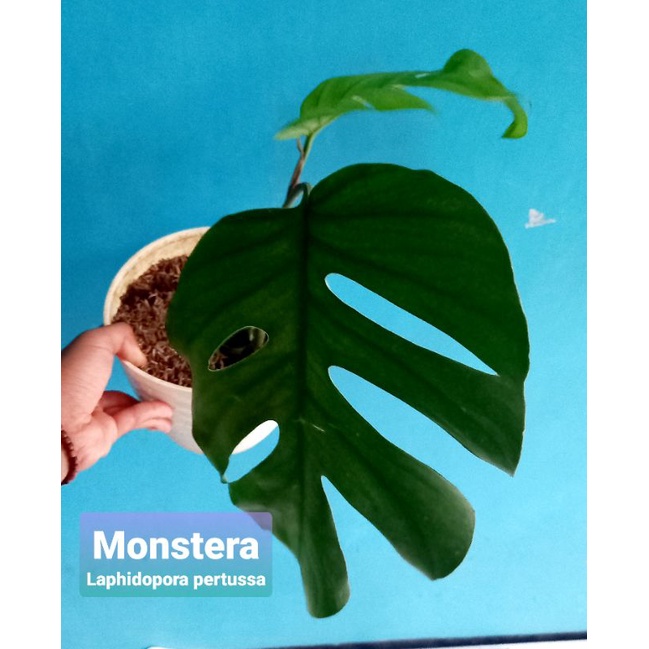 Jual BIG MONSTERA LAPHIDOPORA PERTUSA(DAUN BESAR) | Shopee Indonesia