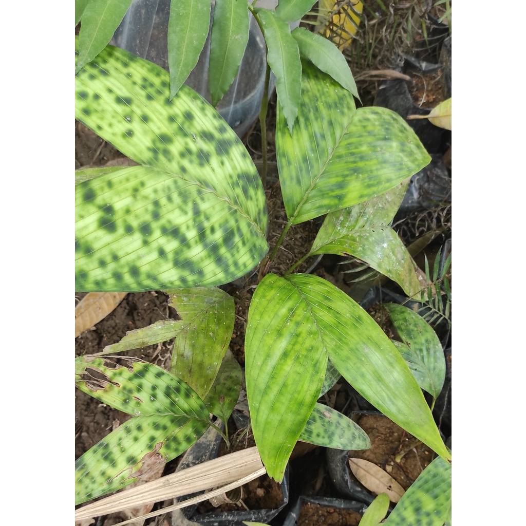 Jual Tanaman Hias Pinang Hutan | Shopee Indonesia