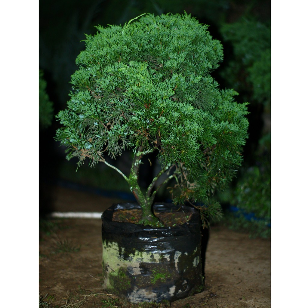 Jual BAHAN BONSAI CEMARA PAPUA cemara puapua Cupressus papuanus ...