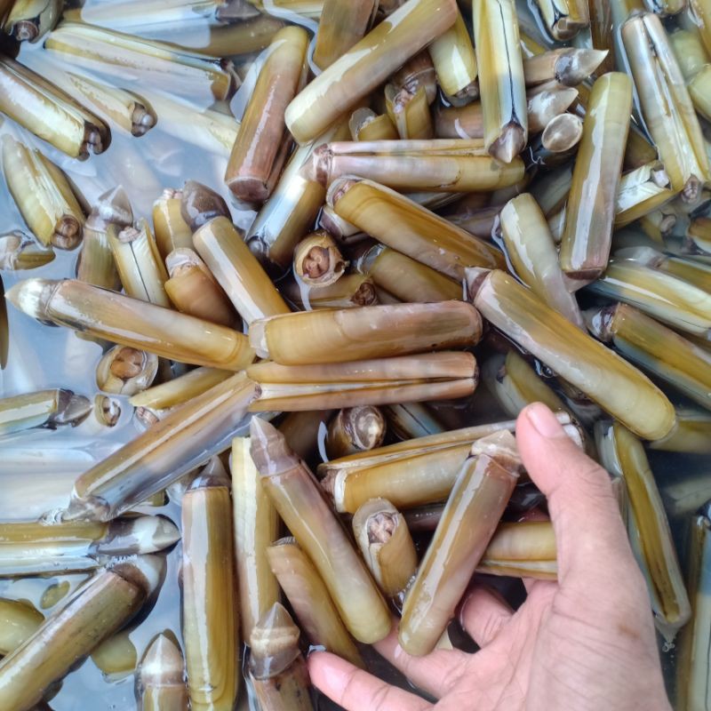 Jual Kerang segar bambu seafood segar | Shopee Indonesia