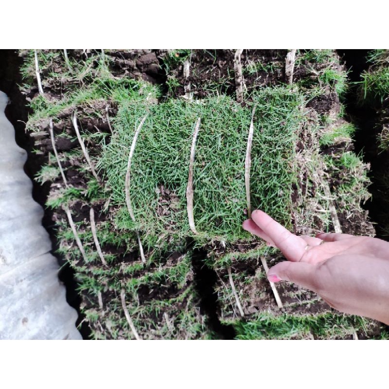 Jual Rumput Jepang Hidup ukuran panjang 25cm X lebar 15cm (per biji ...