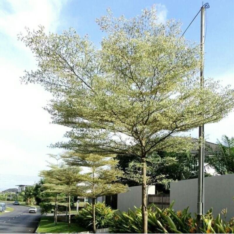 Jual pohon ketapang kencana/BIBIT Tanaman ketapang kencana | Shopee ...