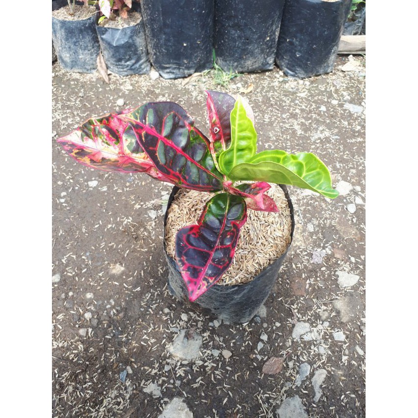 Jual Tanaman Hias - Bunga Puring/crotoun kura kura ( codiaeum ...