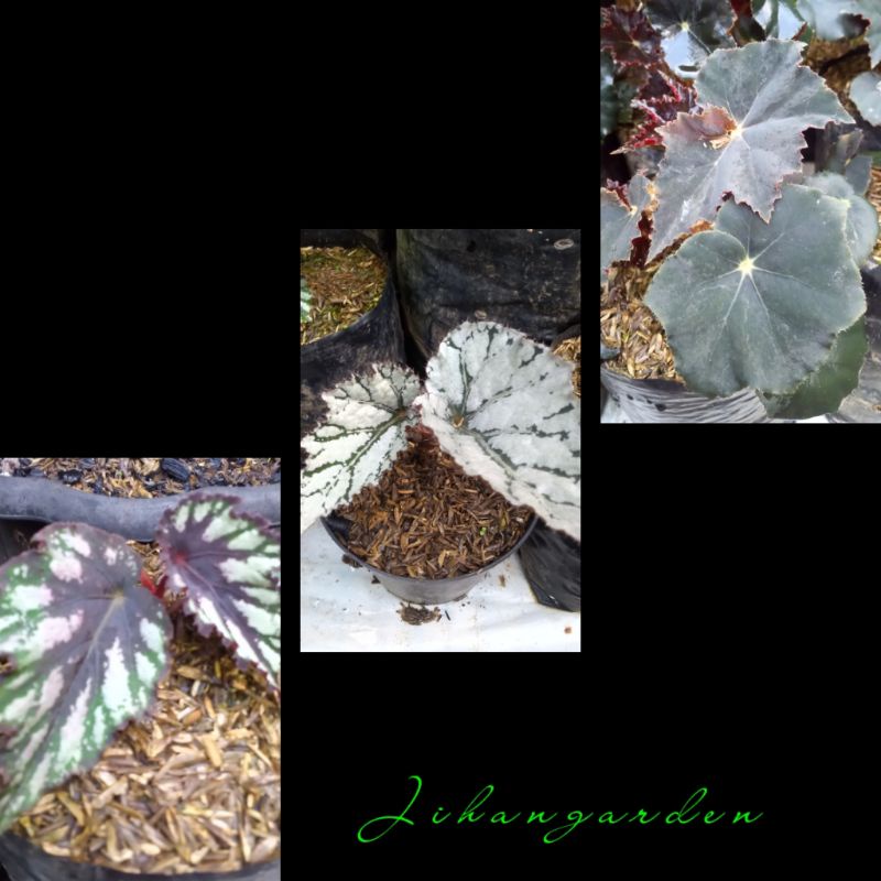 Jual Tanaman 3 Jenis Begonia(Paket isi 3 jenis begonia) | Shopee Indonesia