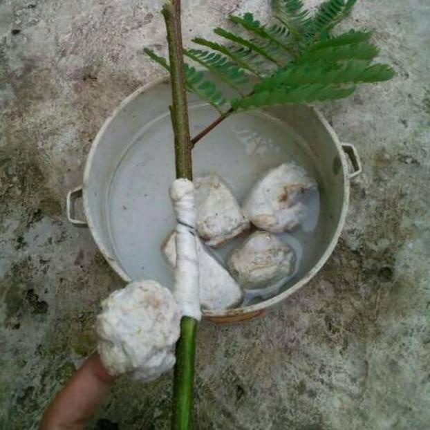 Jual [PRODUK VTARB] , PULUT LEM PERANGKAP TANGKAP BURUNG 100GR GETAH ...