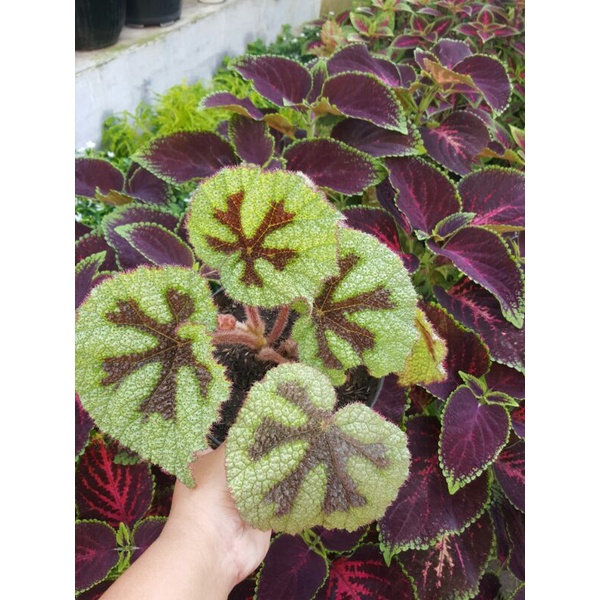 Jual tanaman hias Begonia karpet /begonia carpet / tapak harimau ...