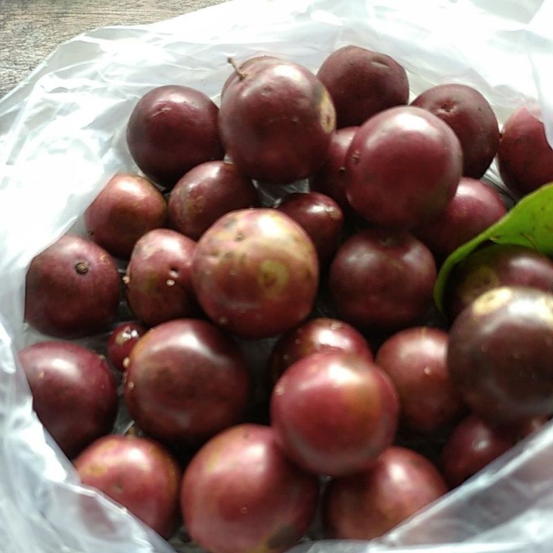 Jual Buah Rukem Rokam jadul | Shopee Indonesia
