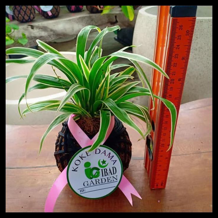 Jual Kokedama Mondo Grass Variegated - Tanaman Hias Indoor | Shopee ...