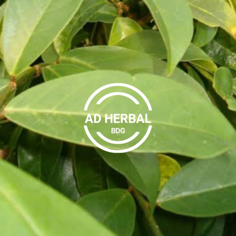 Jual Daun Huni Daun Buni Fres Segar 500 Gram | Shopee Indonesia