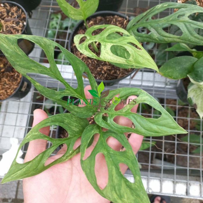 Jual janbol varigata / monstera adansonii variegated local 4 daun ...