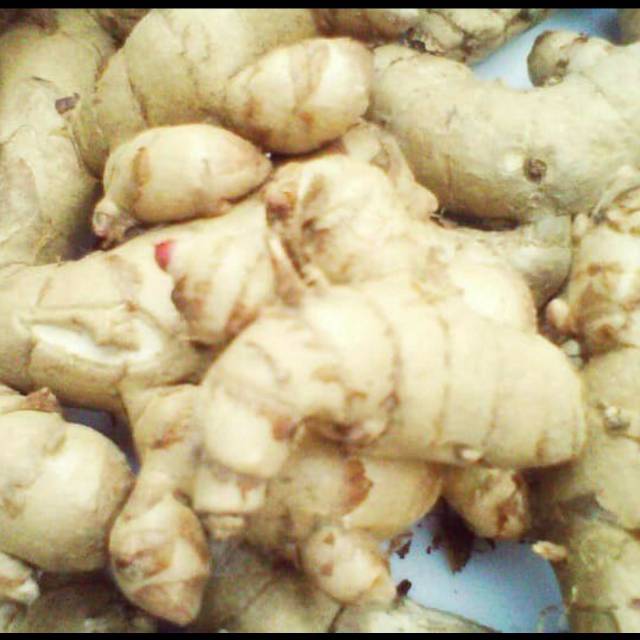 Jual Kunyit putih Curcuma Zedoaria imun booster obat alami | Shopee ...