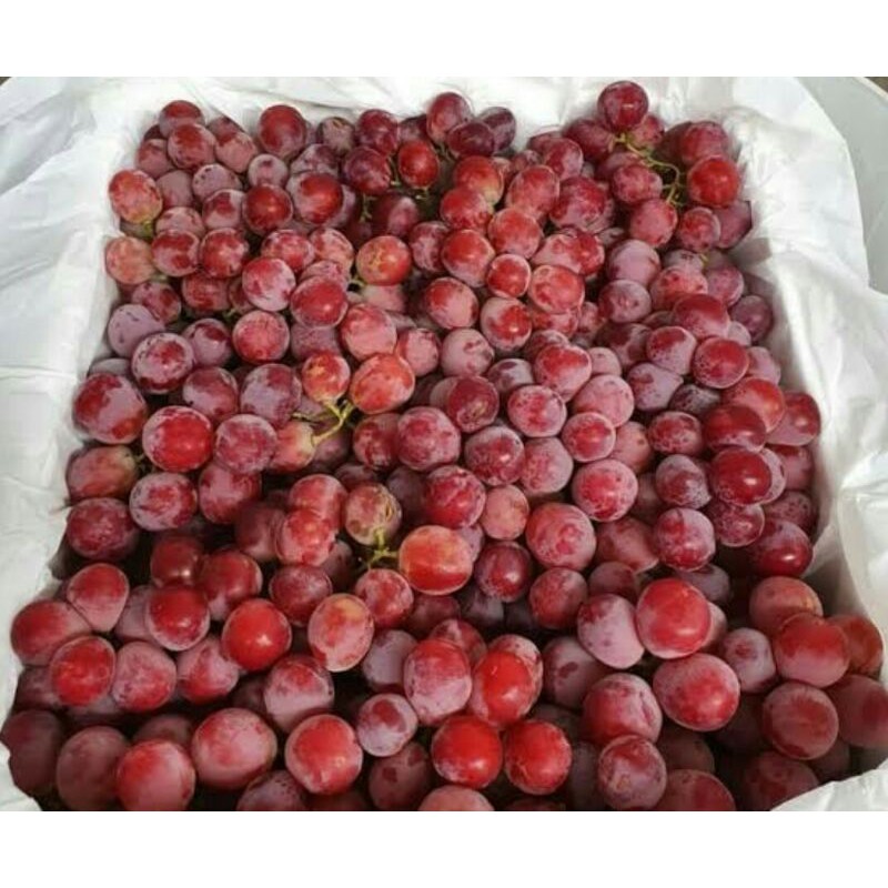 Jual ANGGUR MERAH RED GLOBE | Shopee Indonesia