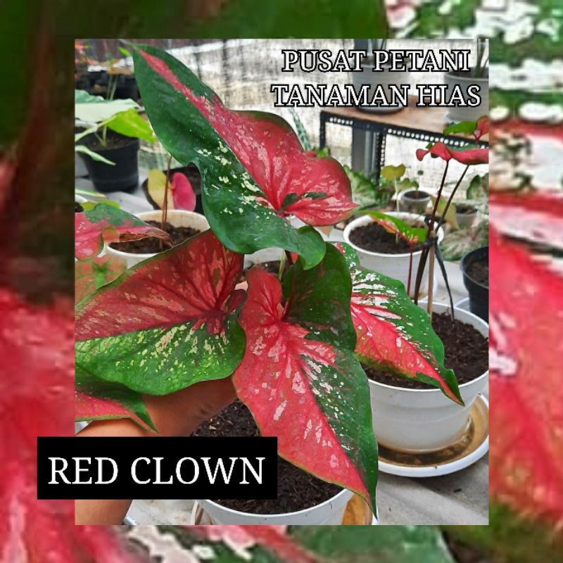 Jual Tanaman Hias Caladium Red clown Bibit Bonggol | Shopee Indonesia