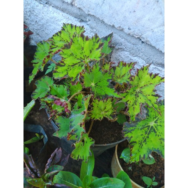 Jual TANAMAN HIAS BEGONIA CLEOPATRA/ BEGONIA BINTANG | Shopee Indonesia