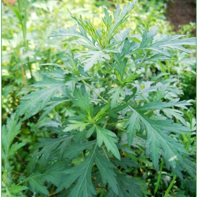 Jual 1 kg fresh Daun baru cina plus akar nya | Shopee Indonesia