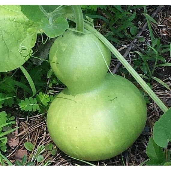 Jual Bibit / Benih Biji LABU BOTOL - Bottle Gourd Labu Air | Shopee ...