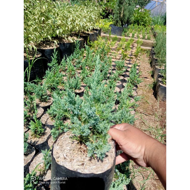 Jual Cemara blue sinensis | Shopee Indonesia