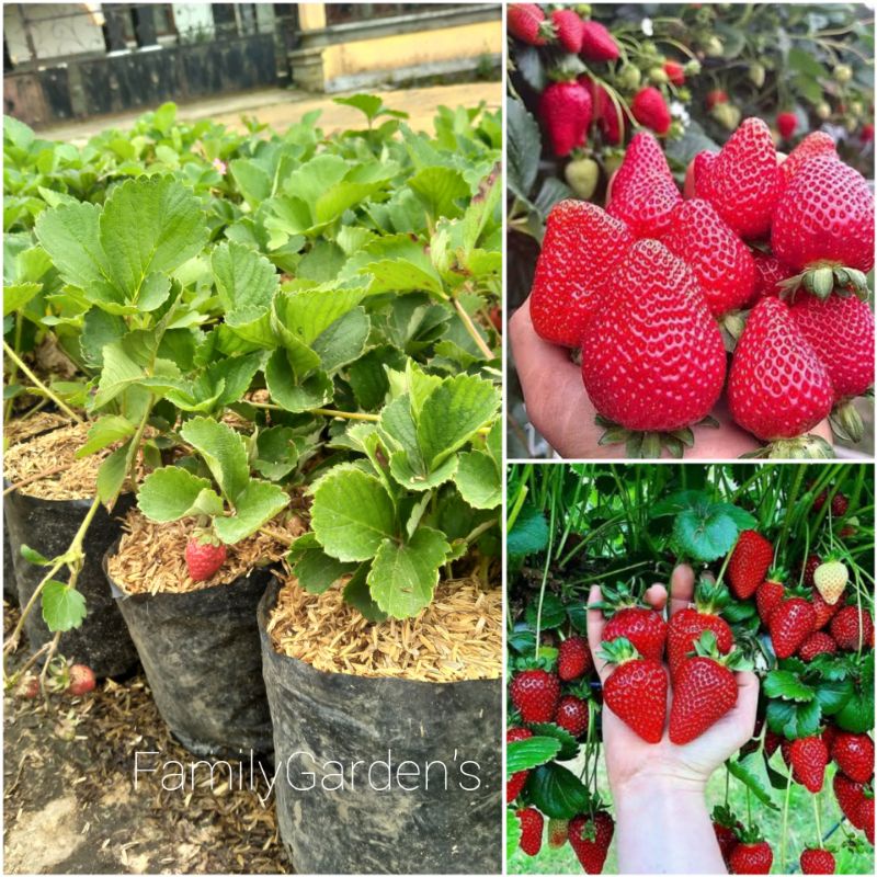 Jual Bibit Tanaman Buah Strawberry California Stroberi Jumbo (Berbuah ...