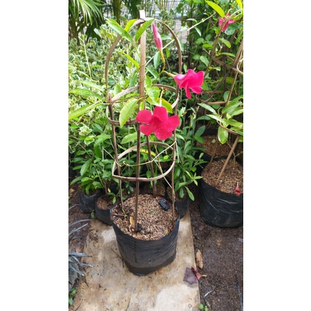Jual Bunga Rambat Mandevilla Merah | Shopee Indonesia