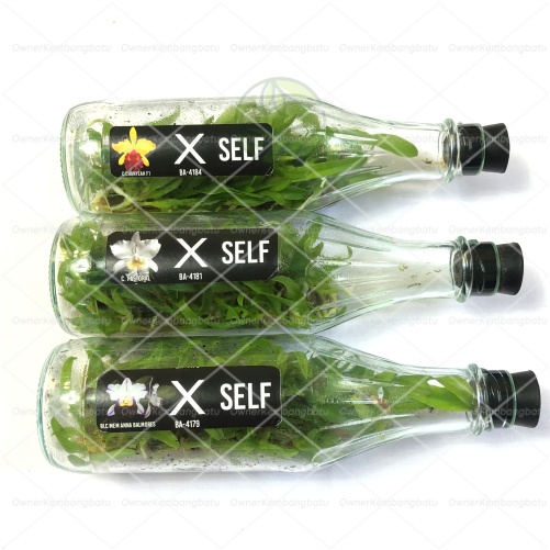 Jual BIBIT ANGGREK CATTLEYA BOTOL | anggrek Cattleya botol | anggrek ...