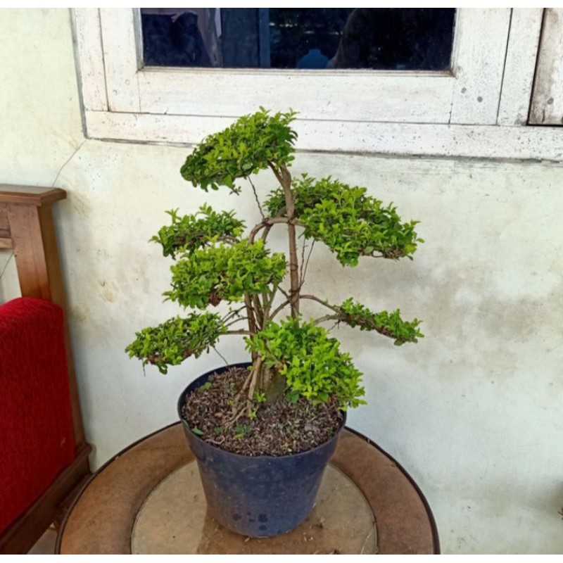 Jual bonsai legistrum kuning tanaman hias pohon bonsai legistrum kuning ...