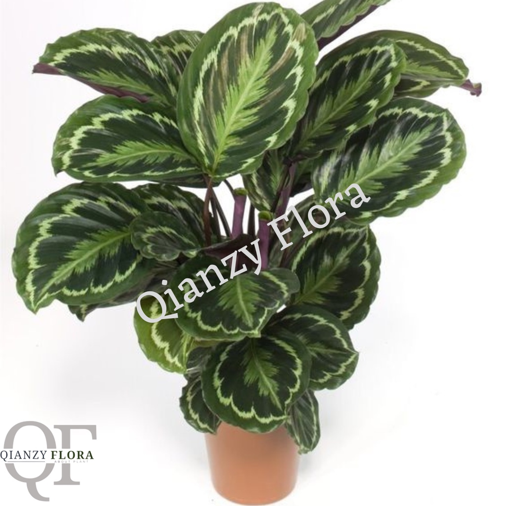 Jual Tanaman hias Calathea silver back - bunga kalatea silverback ...