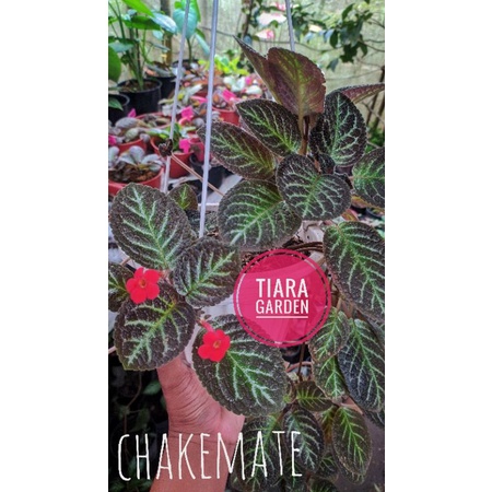 Jual Episcia Chake Mate (Bunga Merah) Beli 5 plant all varian, free ...