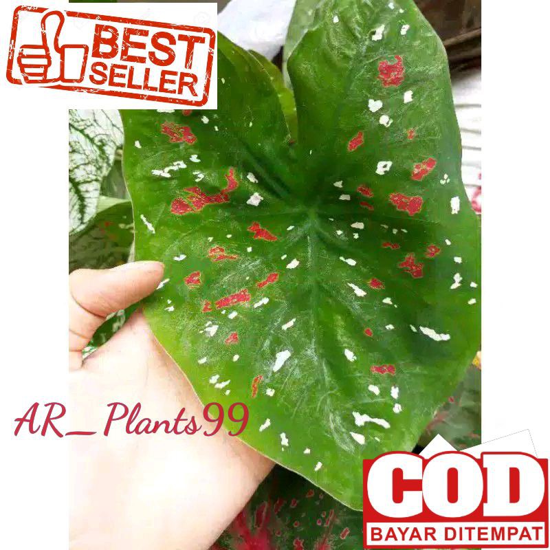 Jual Tanaman hias caladium Tri color | 3 warna | caladium unik | Shopee ...