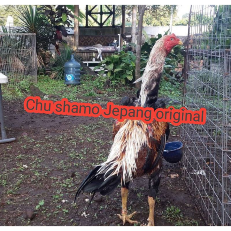 Jual telur ayam Bangkok Chu shamo Jepang original | Shopee Indonesia