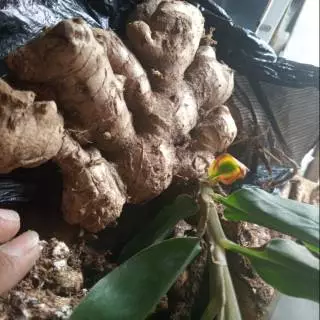 Jual bunga lempuyang Harga Terbaik & Termurah Oktober 2025 | Shopee ...