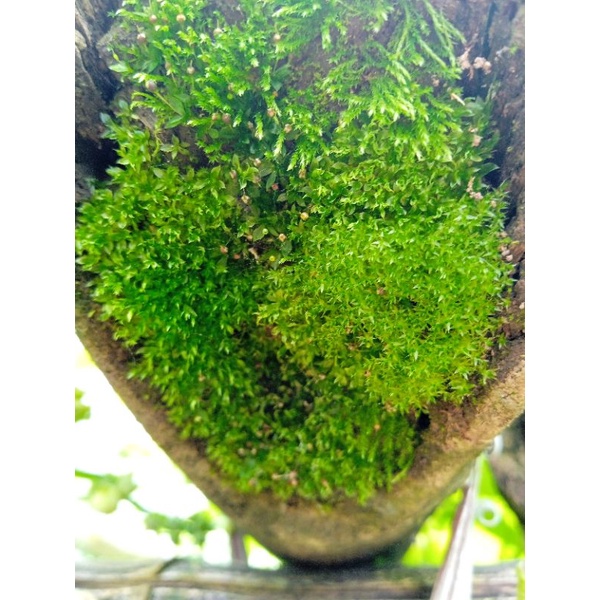 Jual LUMUT SEGAR ASLI 1KG | Shopee Indonesia