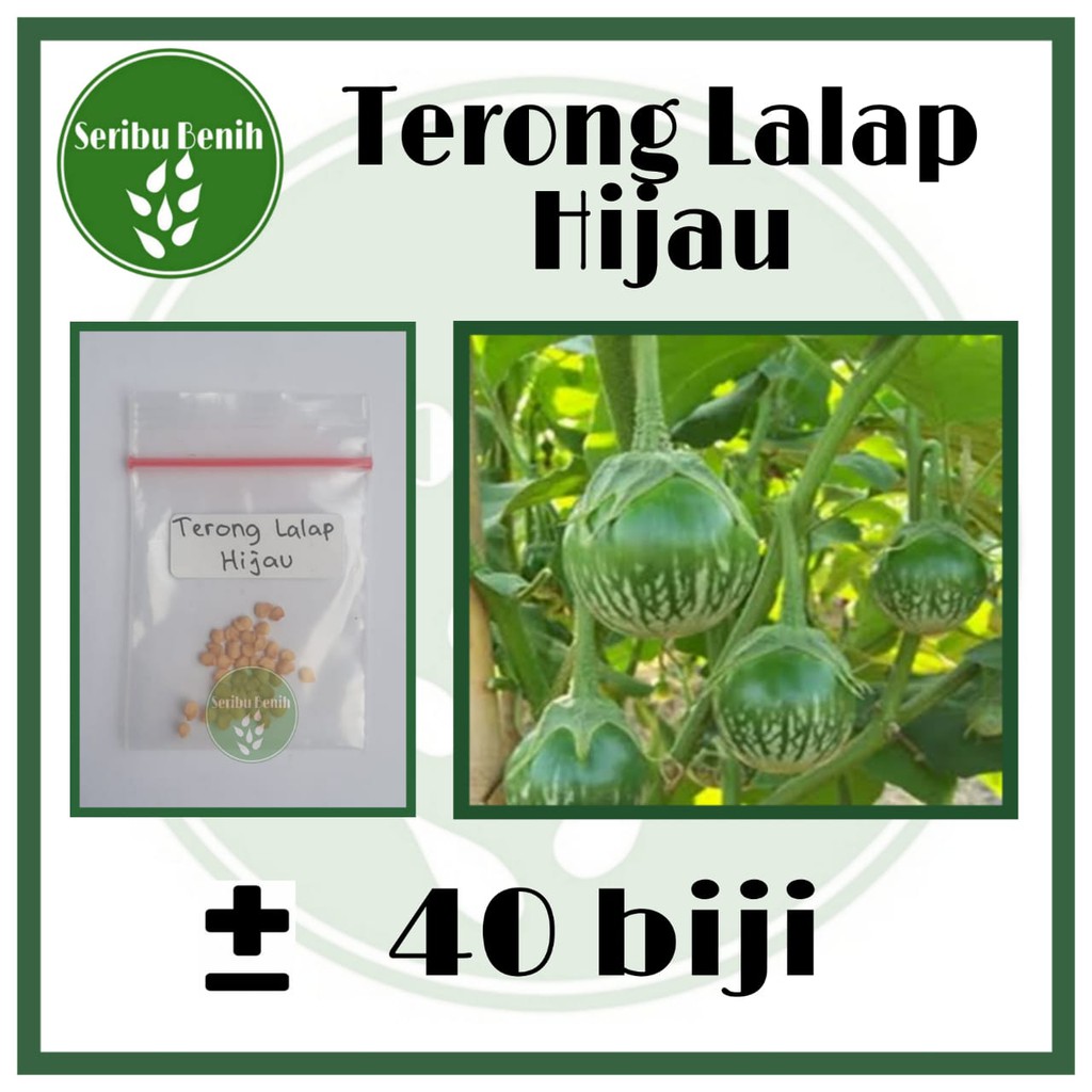 Jual 40 Benih Terong Lalap Hijau Kenari Bulat Unggul Berkualitas ...