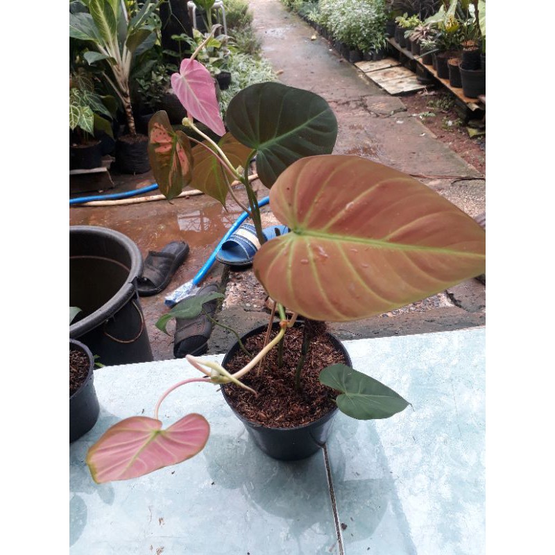 Jual Tanaman Hias Philodendron Micans / Tanaman philo mican pink ...
