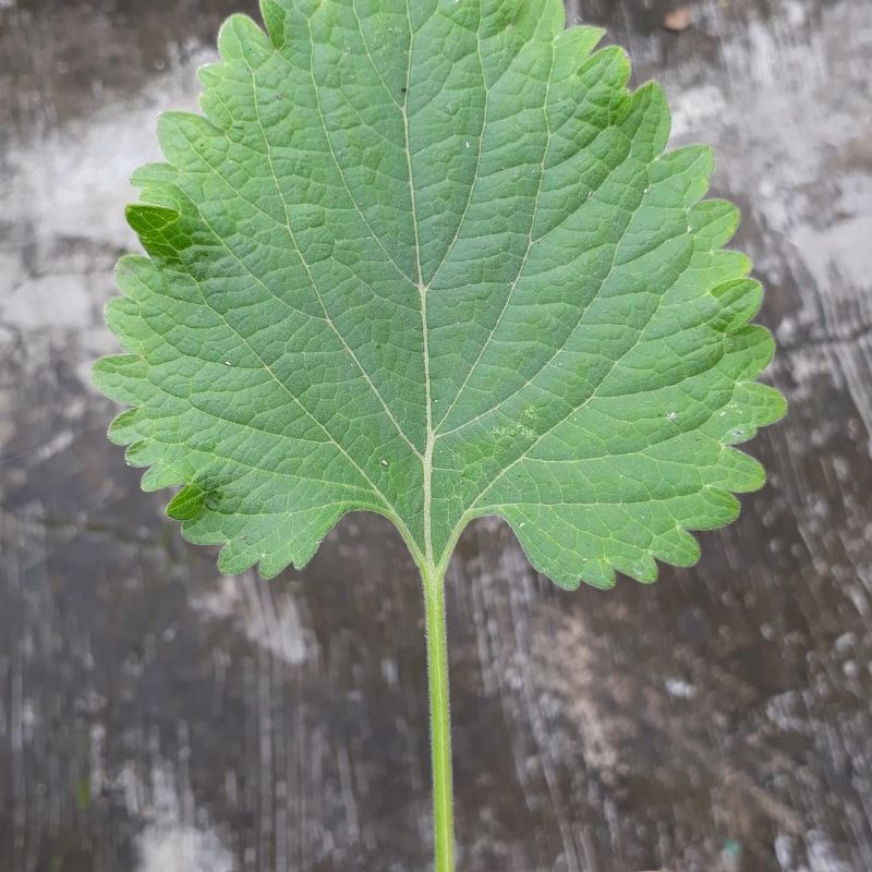 Jual Benih Biji Daun Macho Matcho / Tanaman Hias Macau | Shopee Indonesia