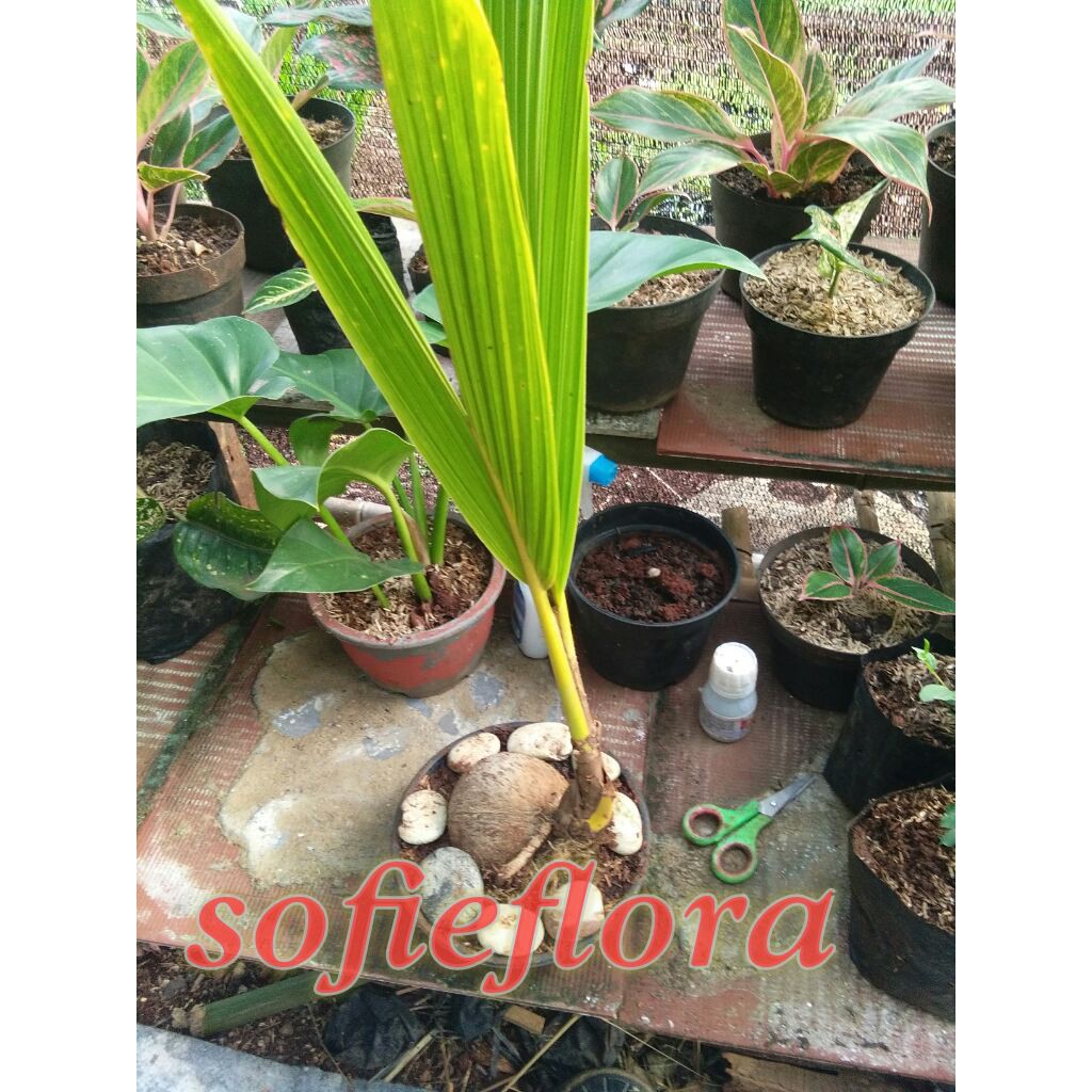 Jual Bonsai Kelapa-Bonsai Kelapa Gading kuning mini-Pohon Kelapa Mini ... Jual Bonsai Kelapa-Bonsai Kelapa Gading kuning mini-Pohon Kelapa Mini ...