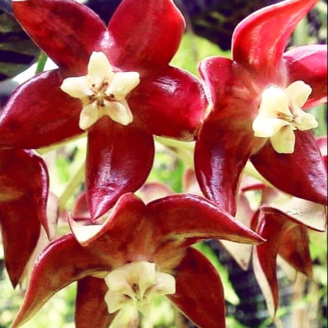Jual tanaman bunga hoya imperalis kalimantan rawatan | Shopee Indonesia